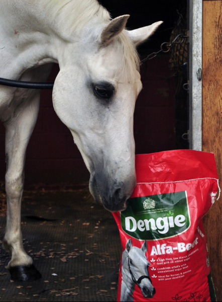 Dengie Alfa Beet 20kg - Marton Rideutstyr AS